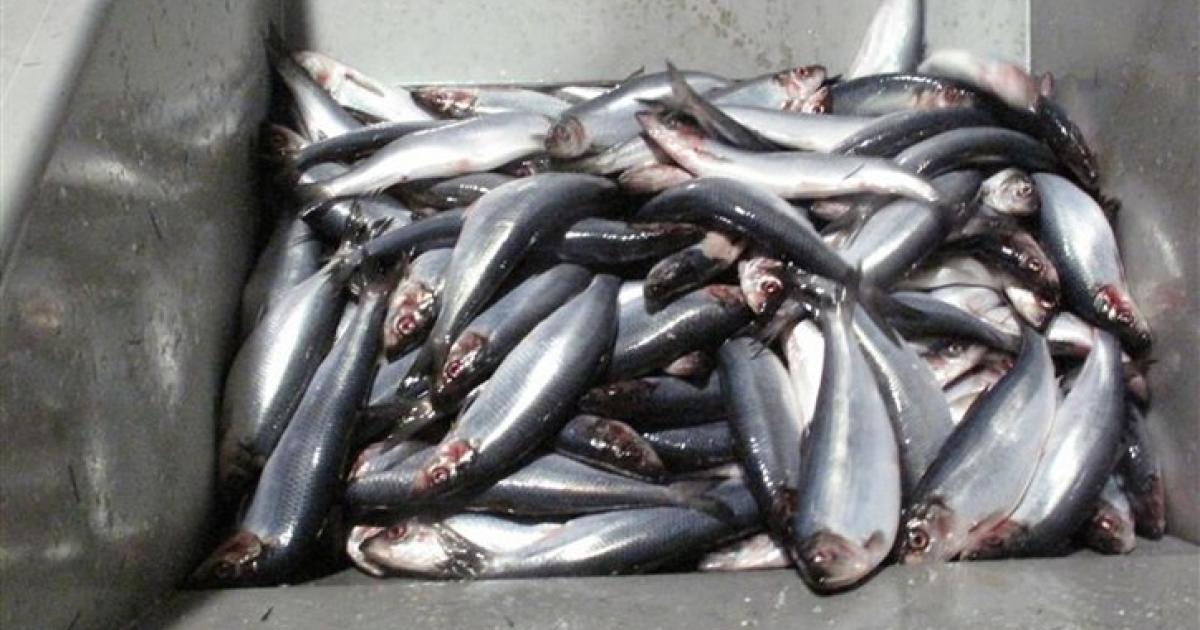 Nå er også Islandsk fisk nektet innreise til Russland