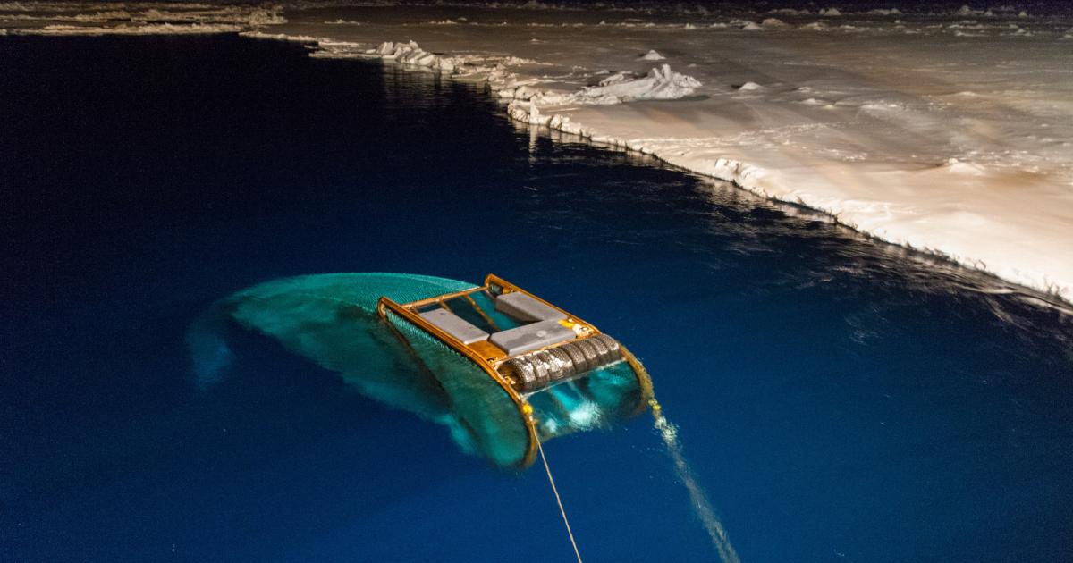 New Study finds Billions of juvenile Polar Cod under Sea Ice