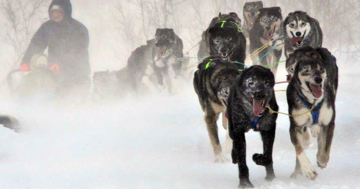 Alaskan Ryan Redington Wins His First Iditarod Championship