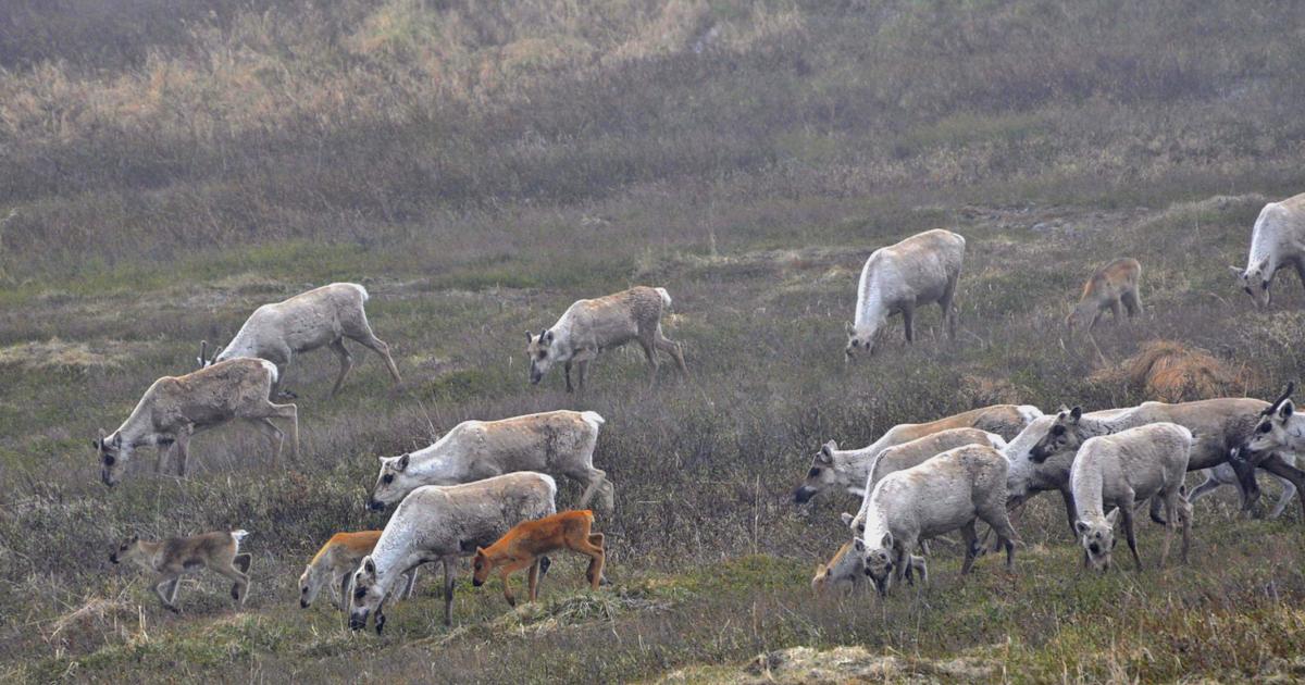 Op-ed: Alaska’s Arctic National Wildlife Refuge: The Place Where Life ...