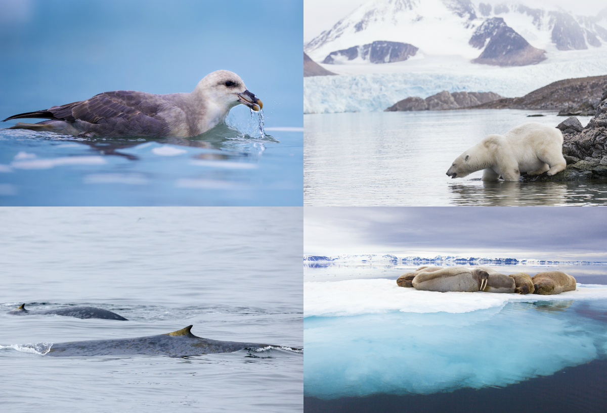 Captures the light, the raw and life in Arctic